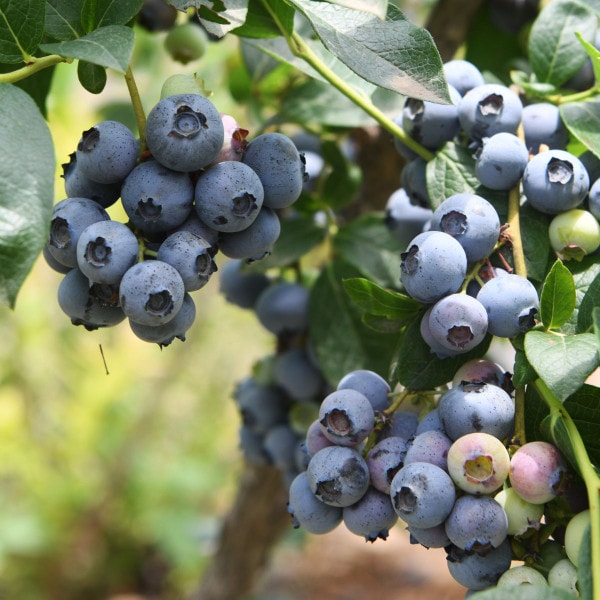 Blueberry Blue Crop Earl May