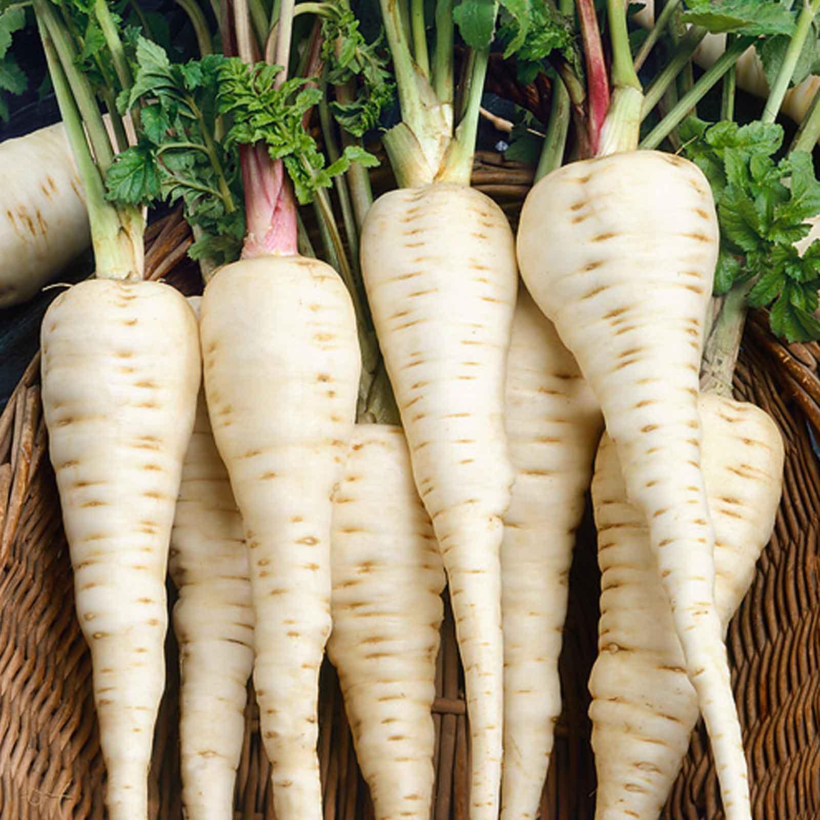 Parsnip - All American Seeds