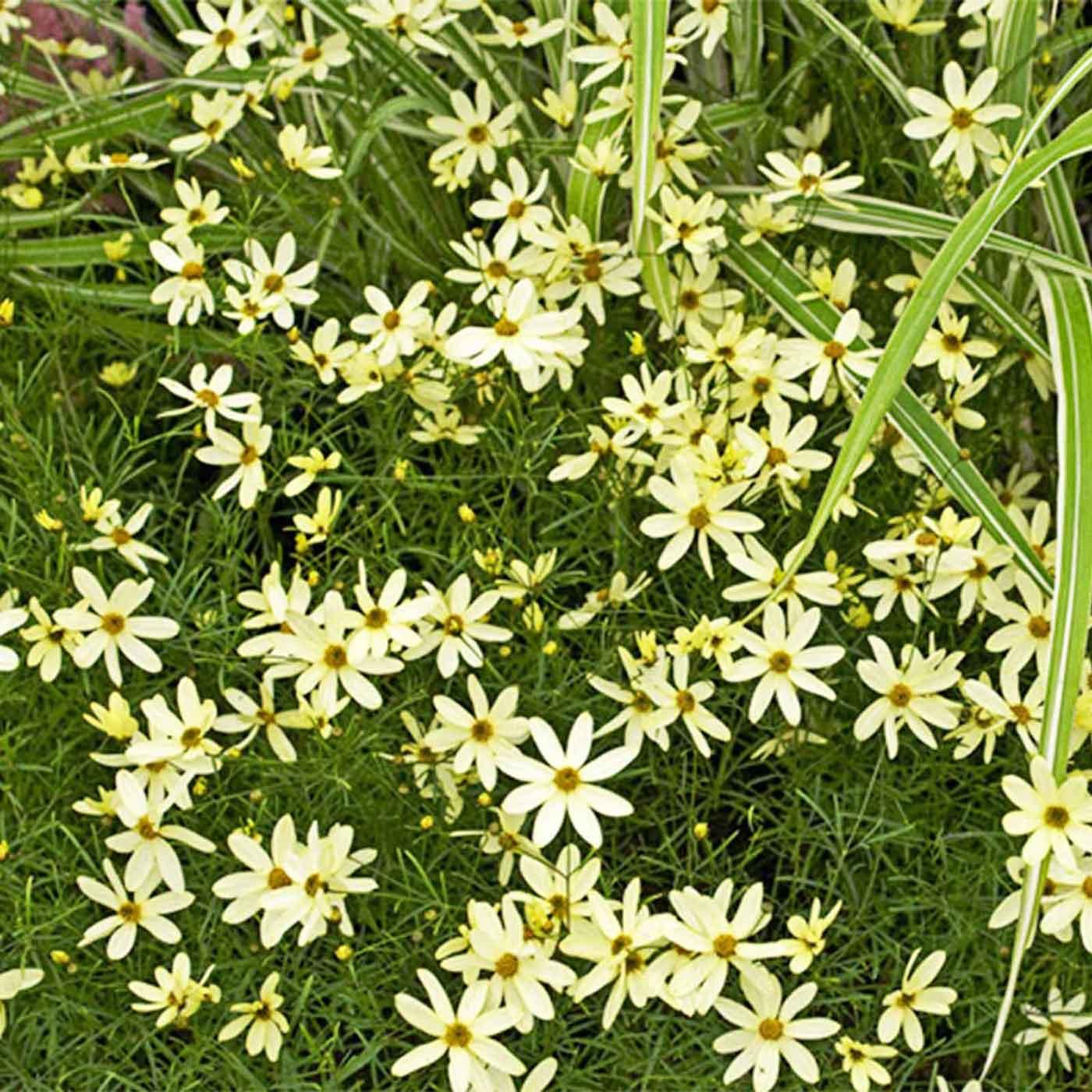 Moon Beam Flower - The Best Picture Of Beam