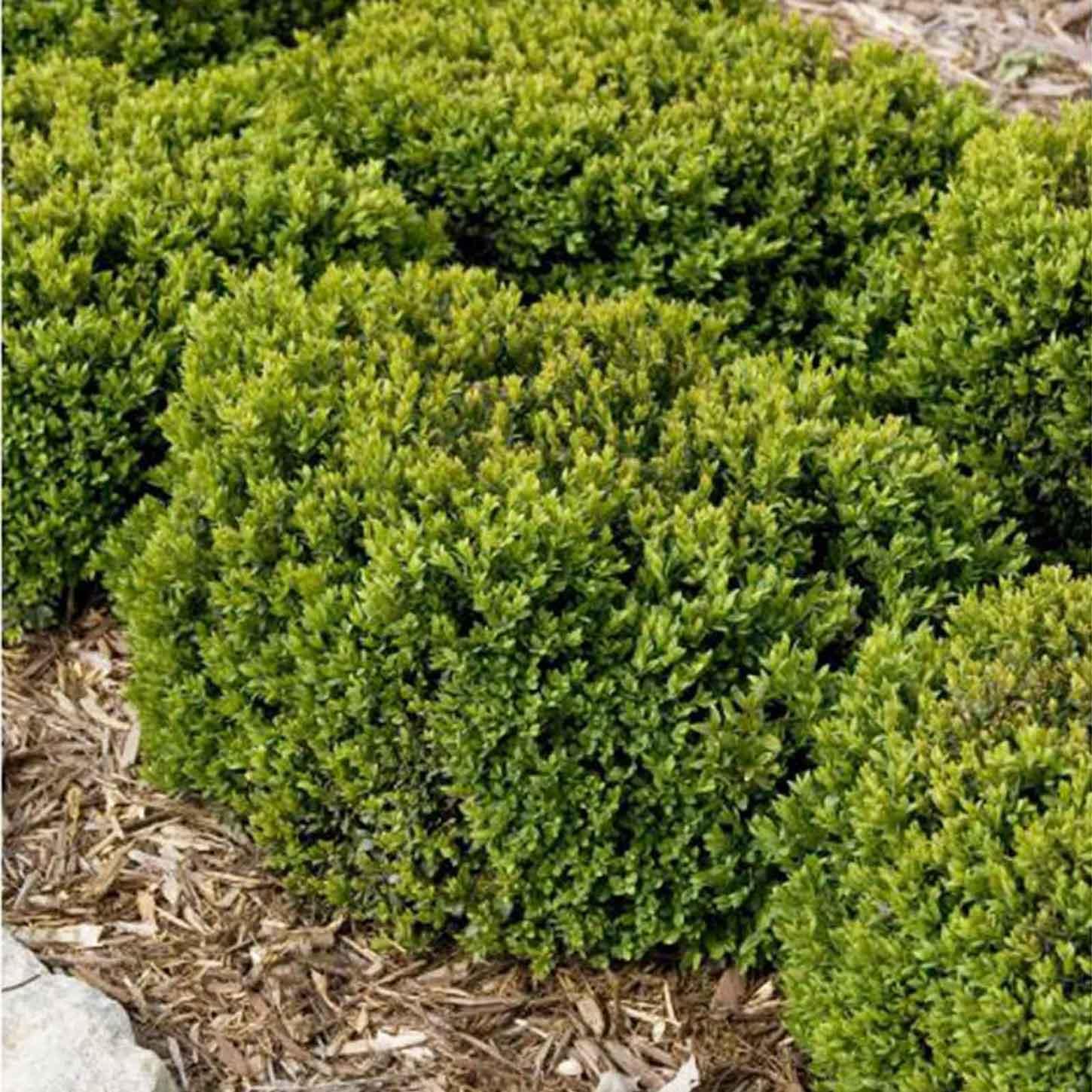Green Velvet Boxwood