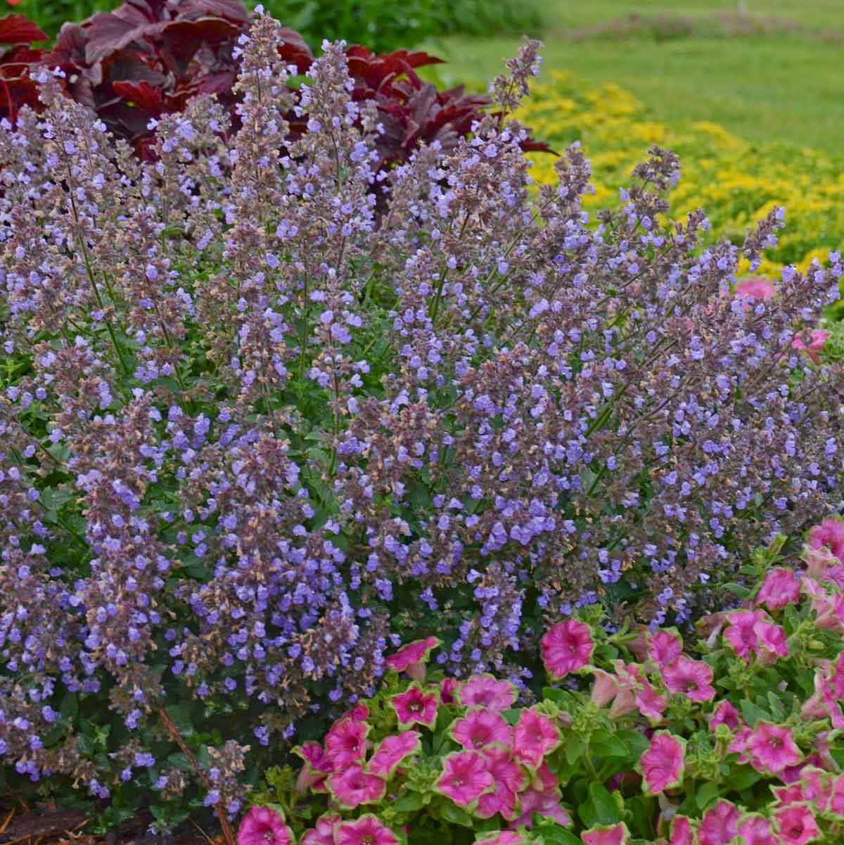 Catmint, Purrsian Blue | Earl May Garden Center