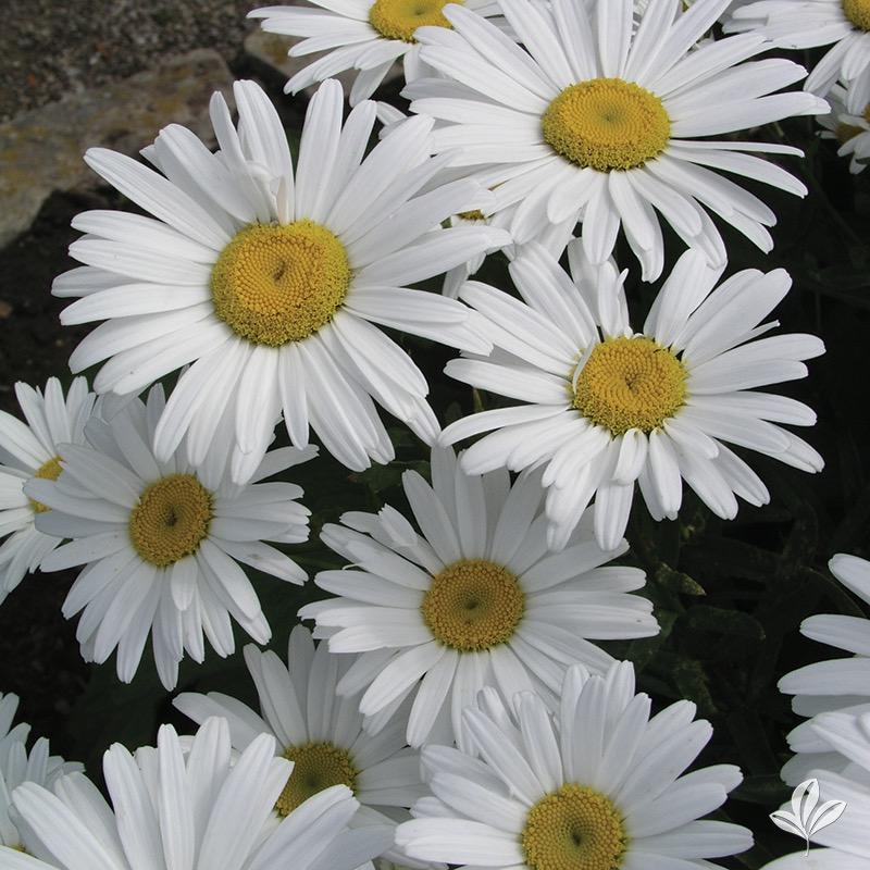 Shasta Daisy, Dwarf | Earl May Garden Center