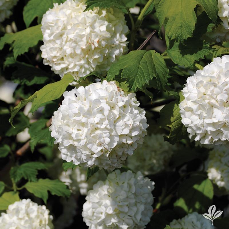 Viburnum, Snowball | Earl May Garden Center