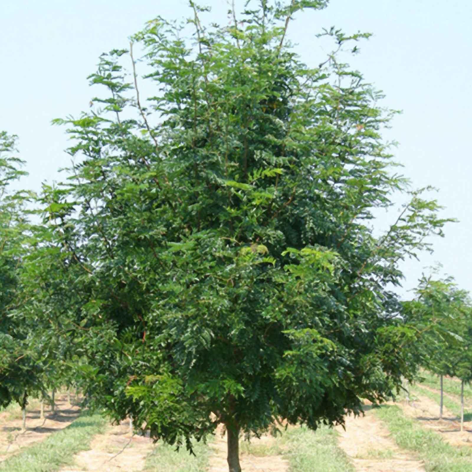 Locust, Skyline® | Earl May Garden Center