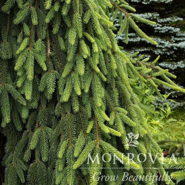 Spruce Weeping Norway Earl May Garden Center