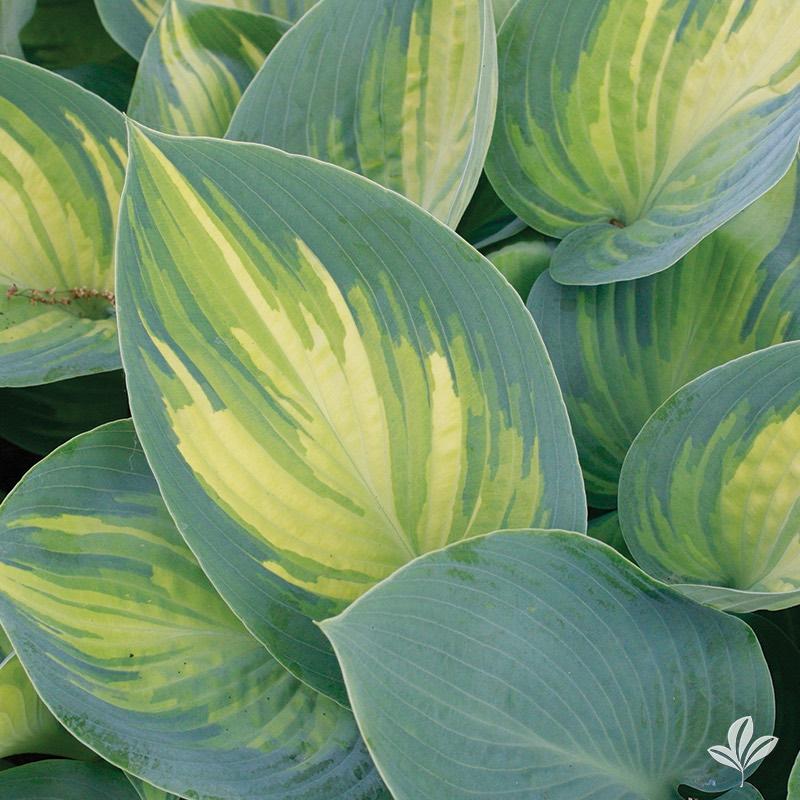 Hosta, June | Earl May Garden Center