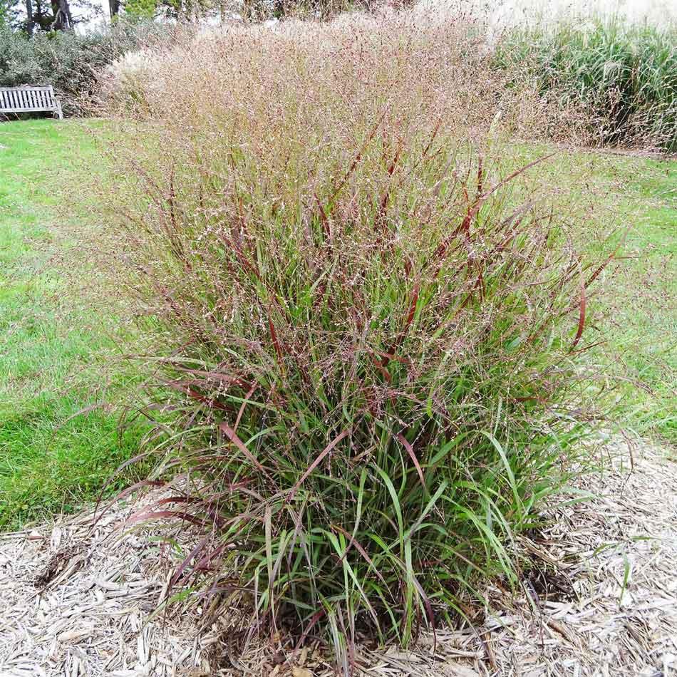 Shenandoah Switch Grass | Earl May Garden Center