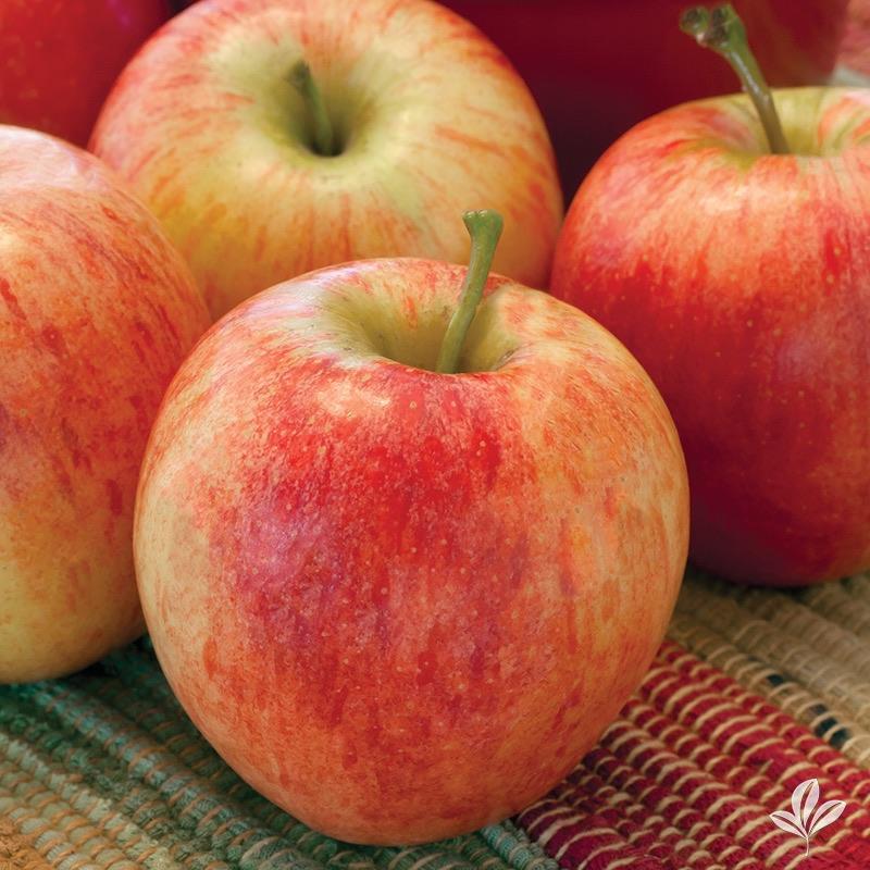 Gala Semi-Dwarf Apple Tree | Earl May Garden Center