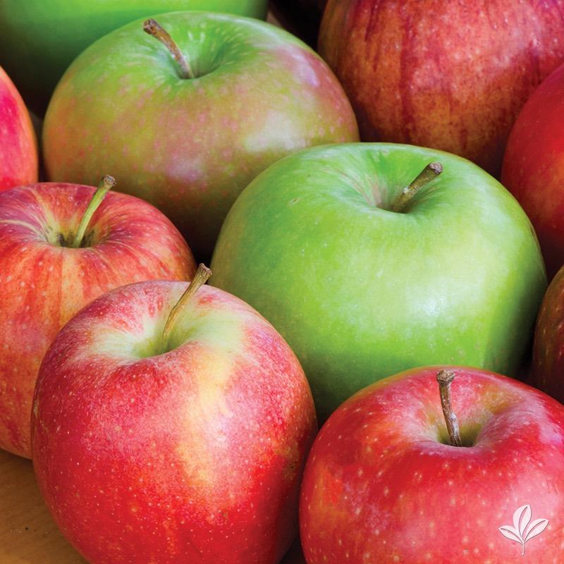 Combo Semi-Dwarf Apple Tree | Earl May Garden Center