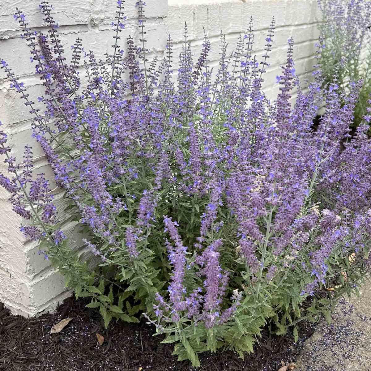 Russian Sage, Little Spire | Earl May Garden Center