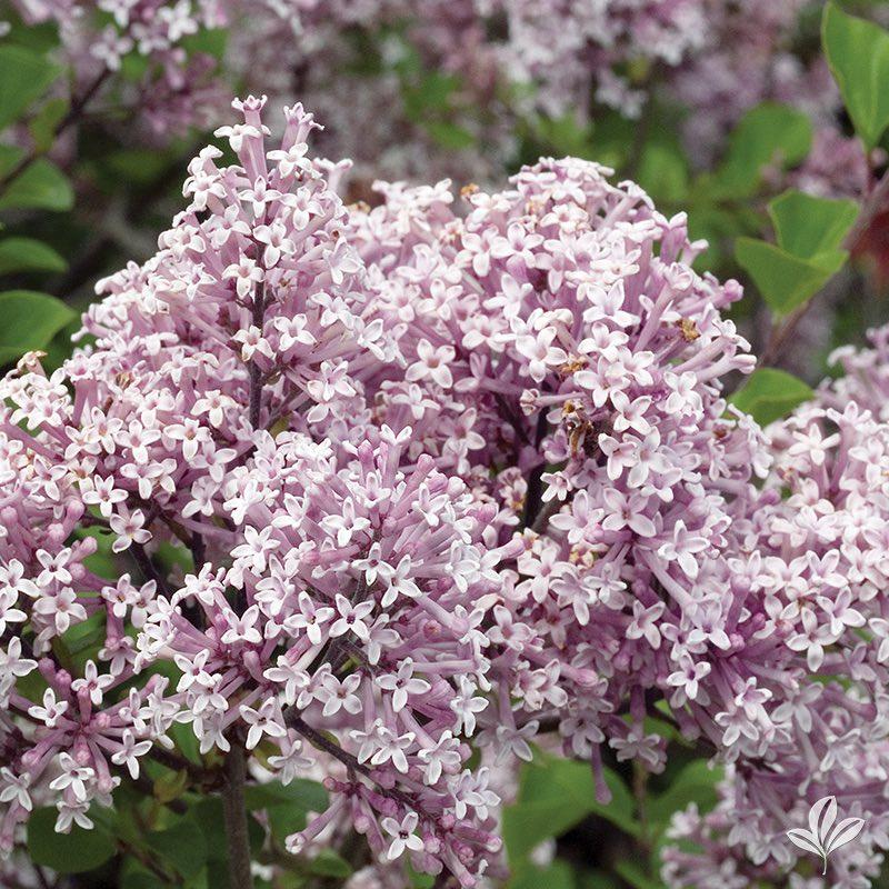 Lilac, Dwarf Korean | Earl May Garden Center