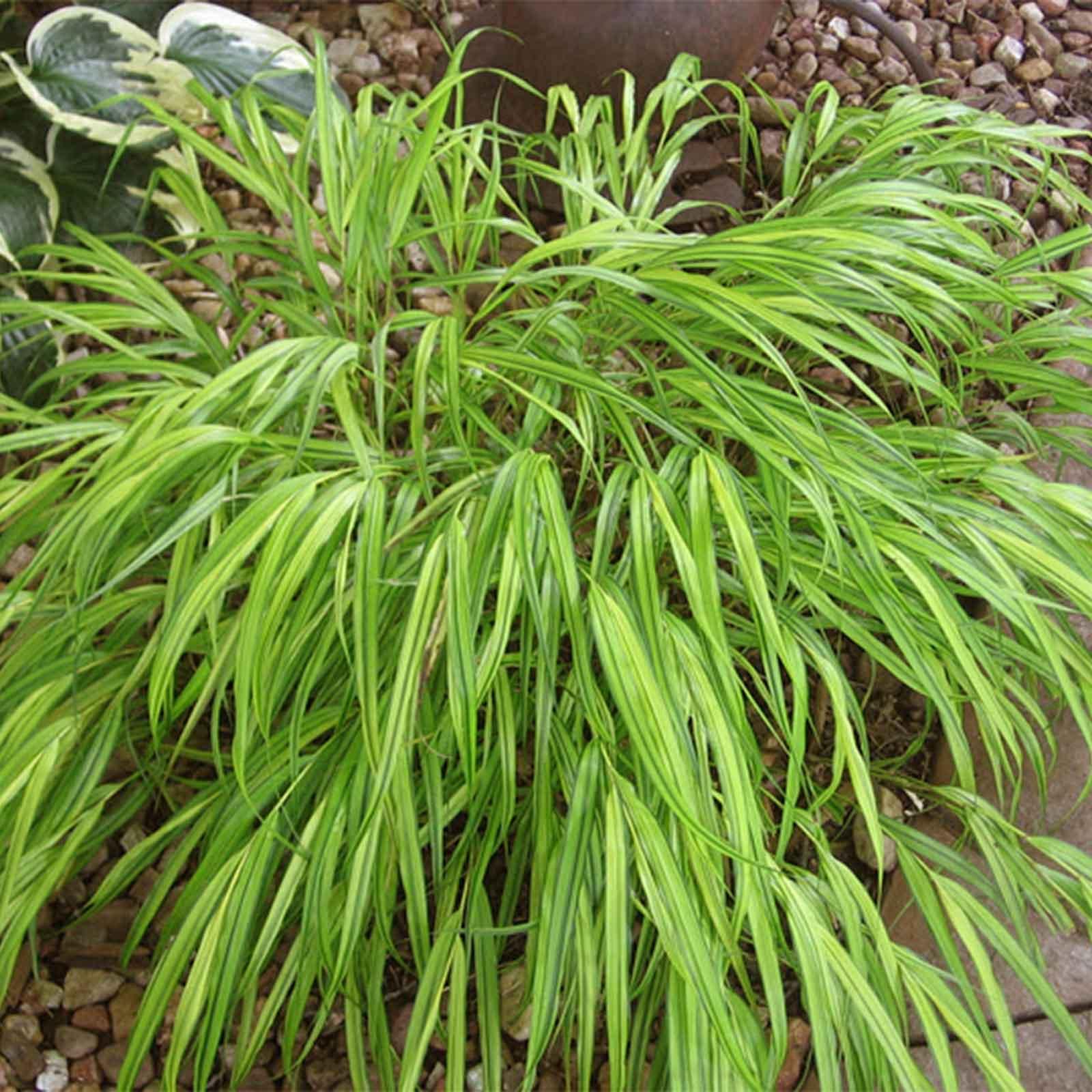 Japanese Forest Grass
