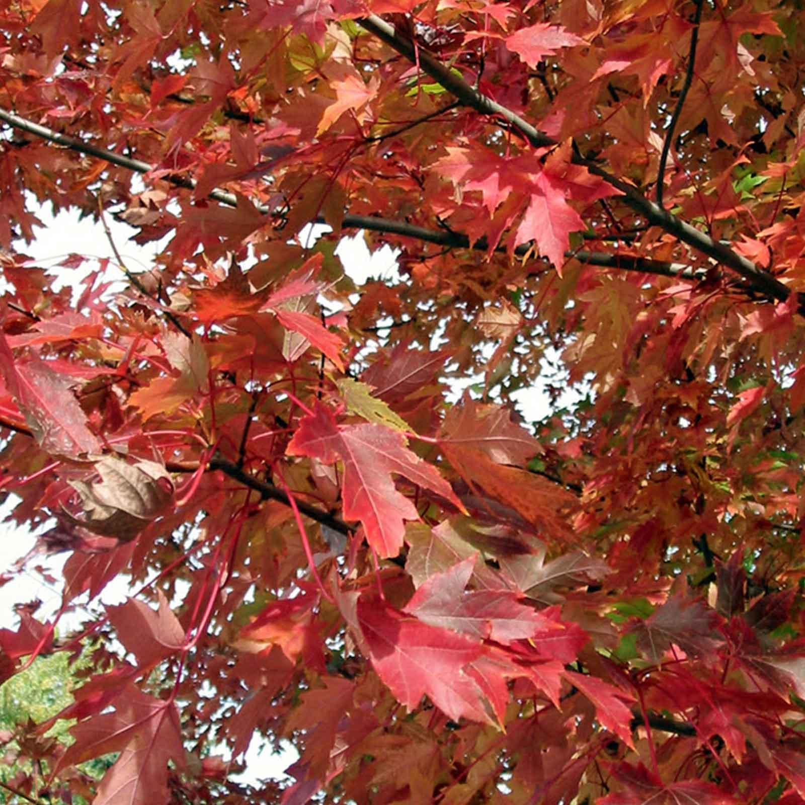 Maple, Fall Fiesta® Sugar | Earl May Garden Center