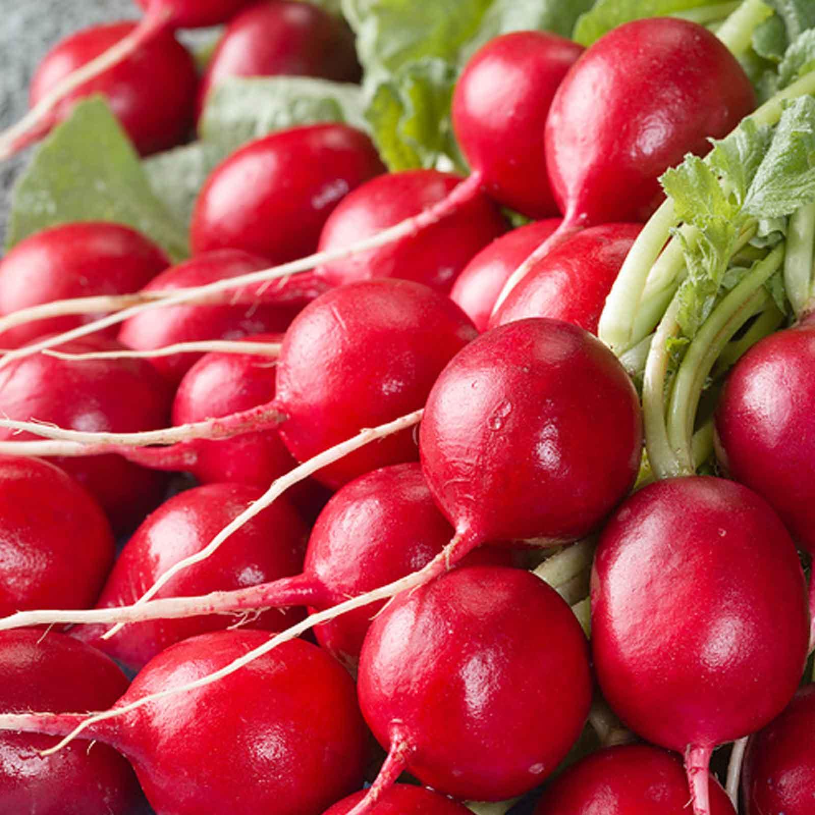 Radish - Champion Seeds