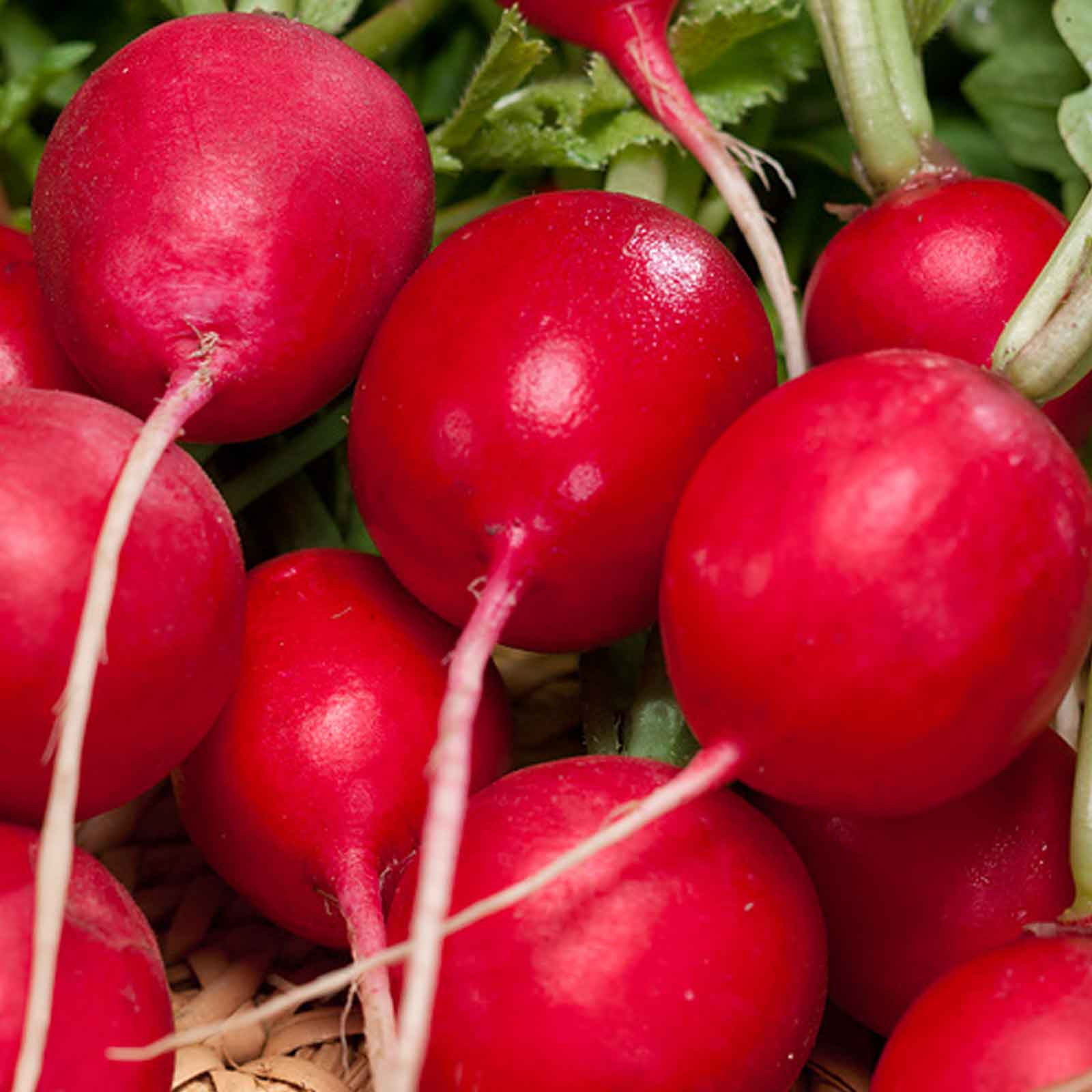Radish - German Giant Seeds