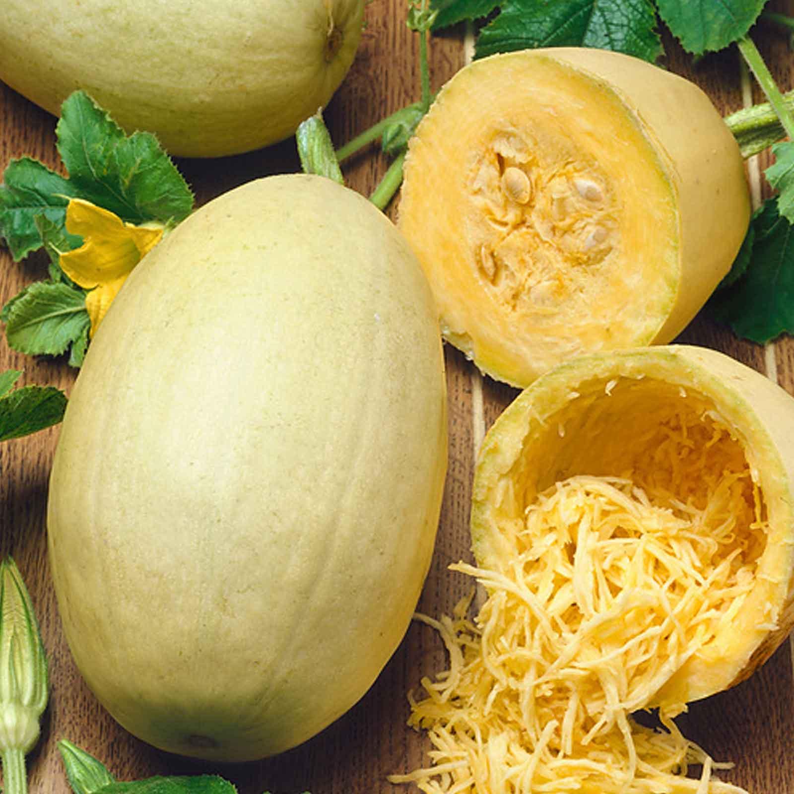Squash - Vegetable Spaghetti Seeds