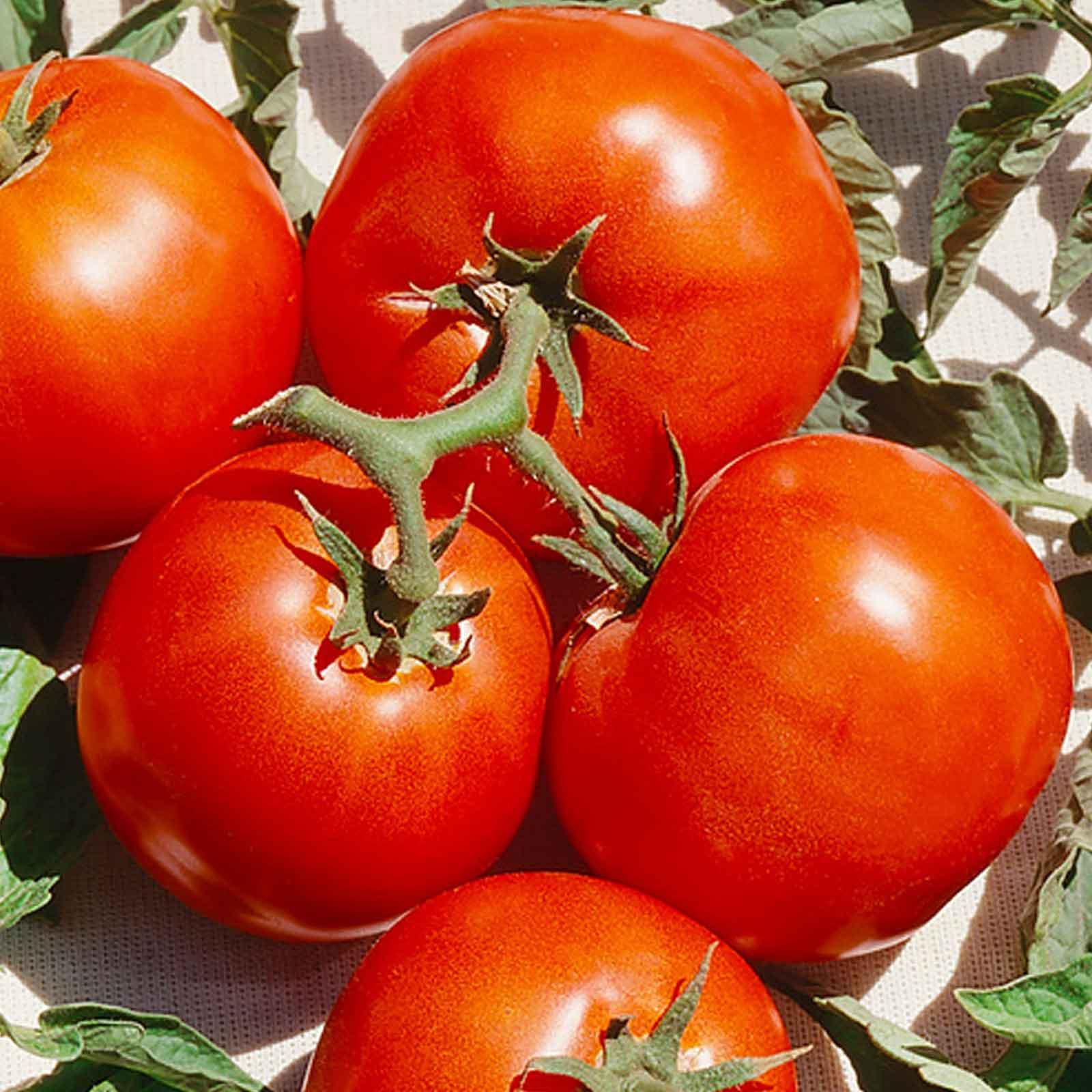 Tomato - Rutgers Seeds