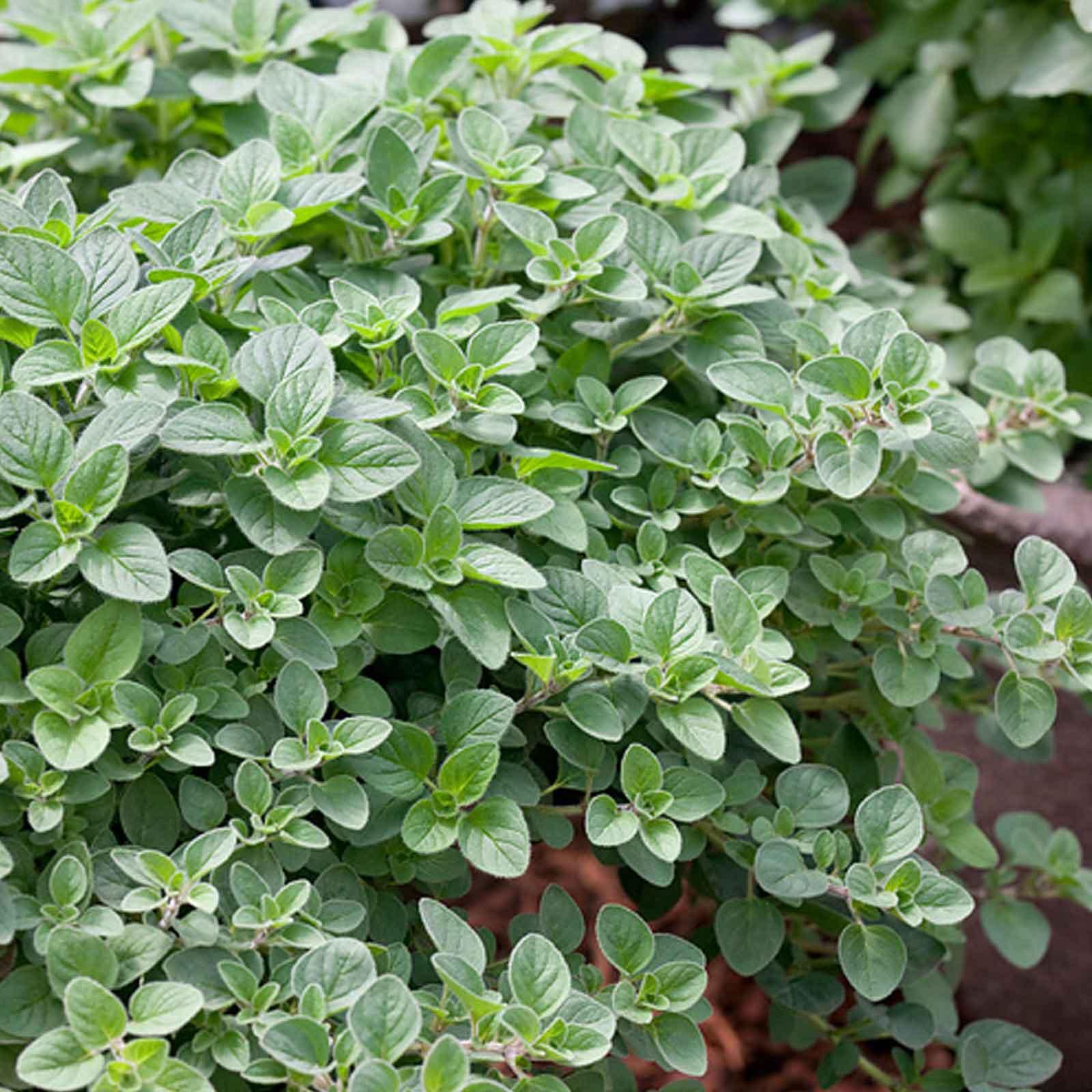 Oregano Herbs Seeds