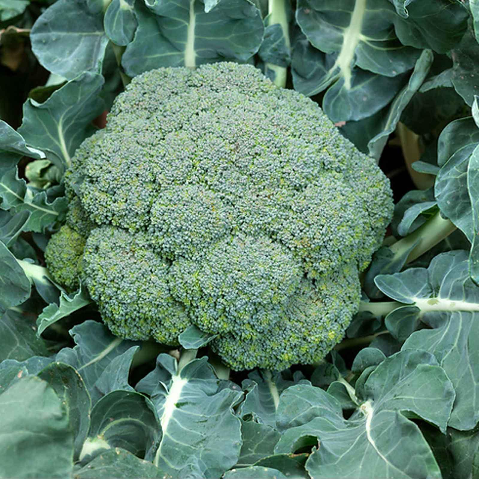 Broccoli - Castle Dome hybrid Seeds