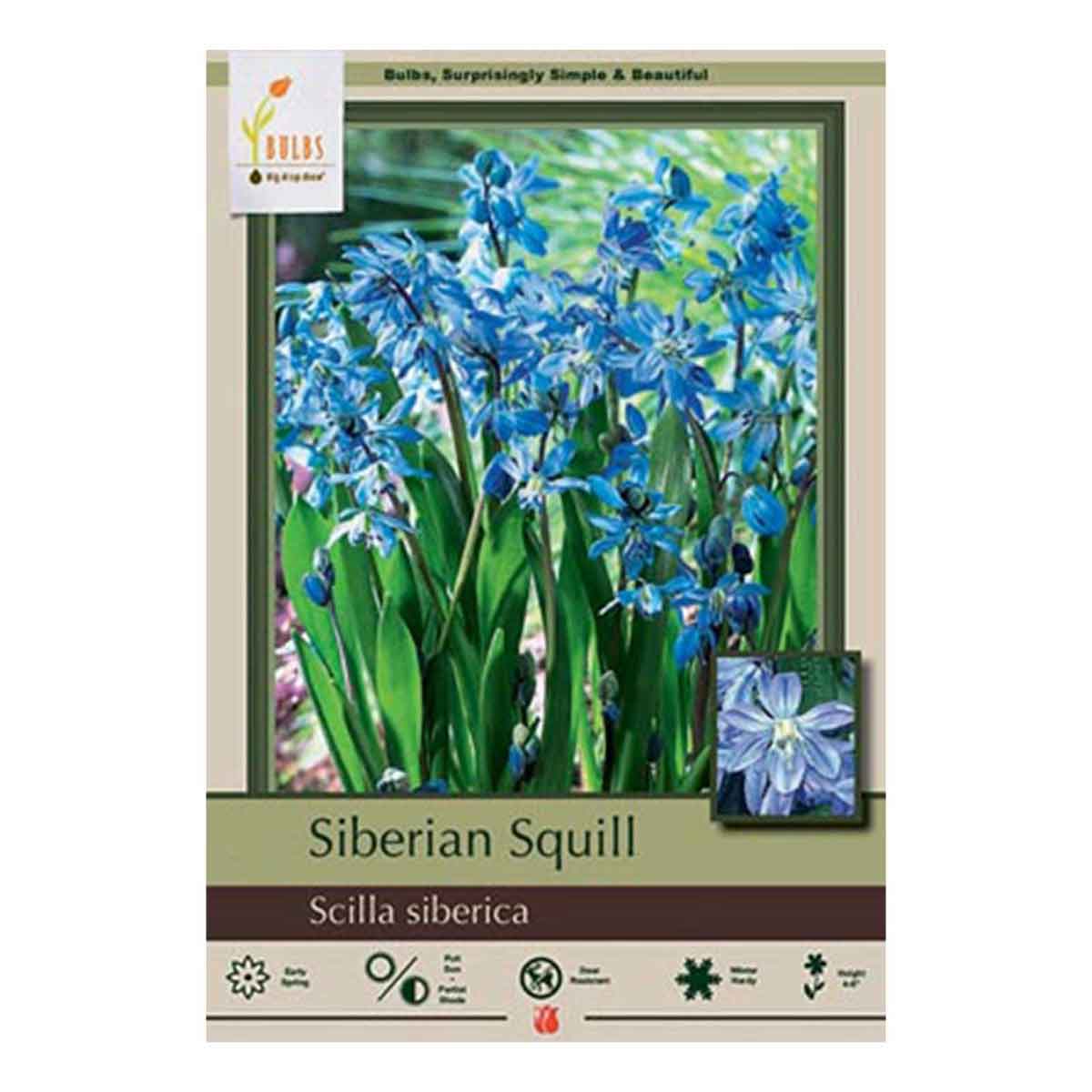 Scilla Siberian Squill | Earl May
